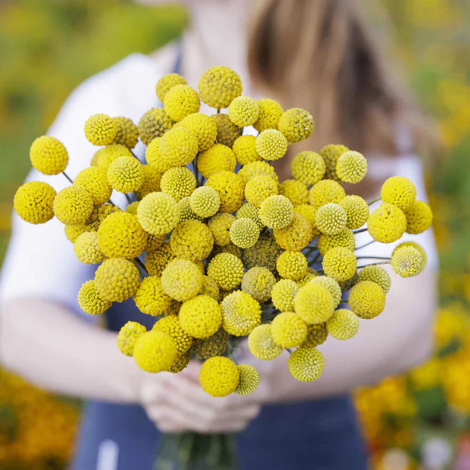 Craspedia 'Billy Buttons' | Perennial Cut Flower Plants – Bloom & Build