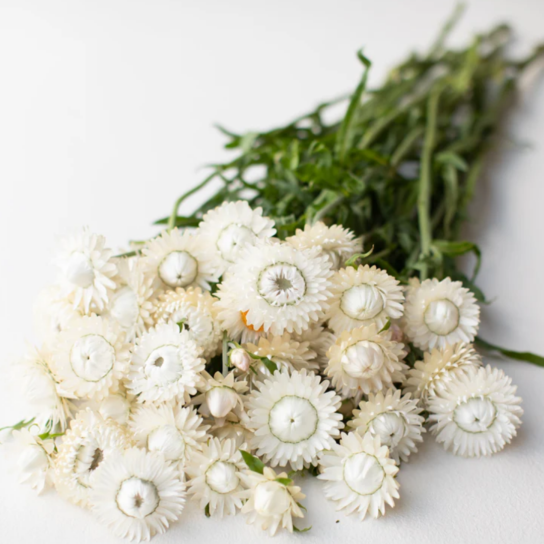 Antique White Strawflower | Helichrysum Bracteatum Cut Flower Plant (7 ...